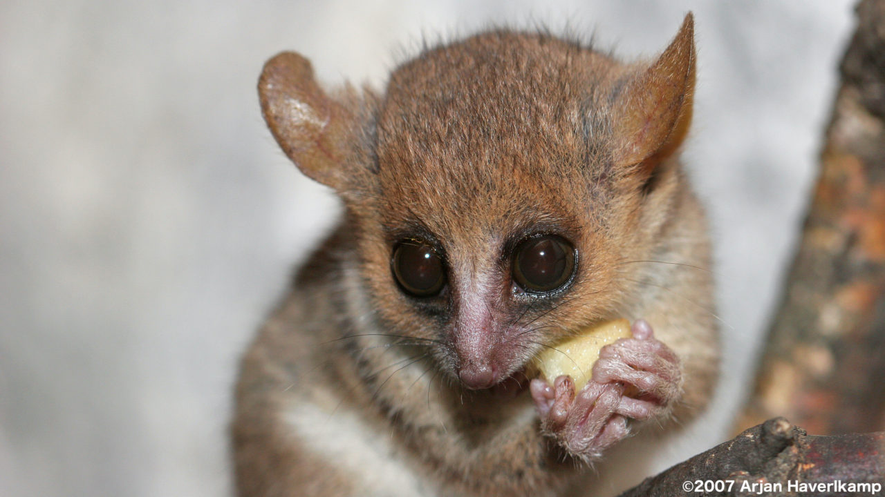 ハイイロネズミキツネザル Web生き物図鑑
