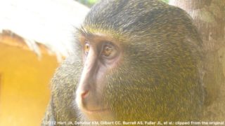 レスラ Web生き物図鑑