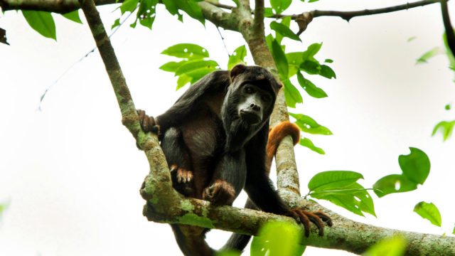 アカテホエザル Web生き物図鑑
