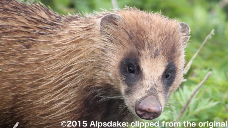 ニホンアナグマ Web生き物図鑑