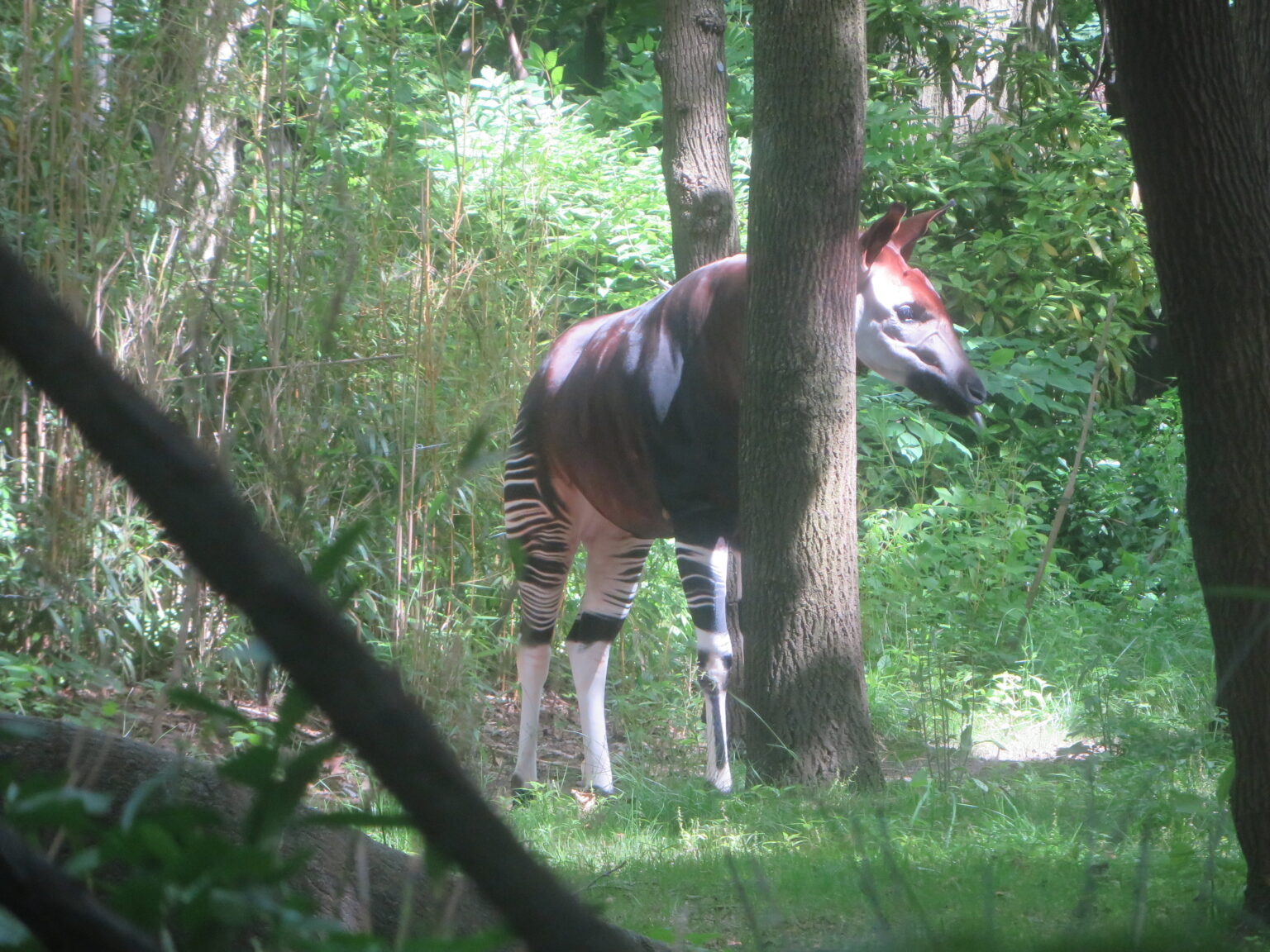 オカピ Web生き物図鑑